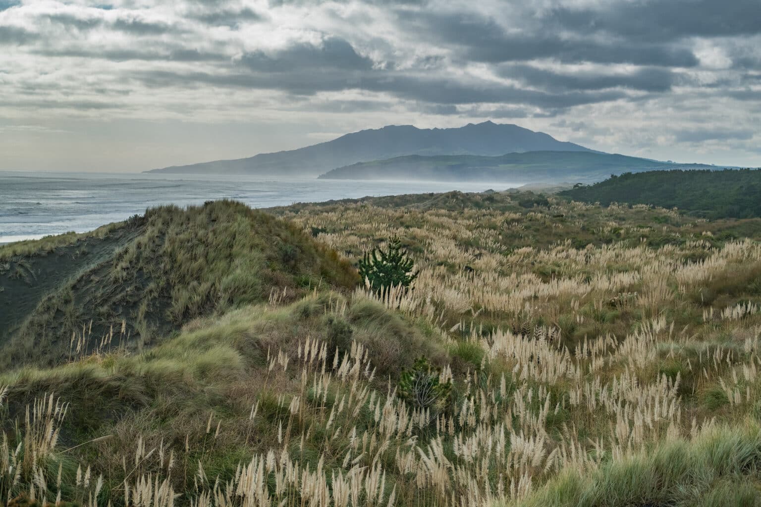 Karioi seabirds, New Zealand: from the mountain to the sea - A Rocha ...