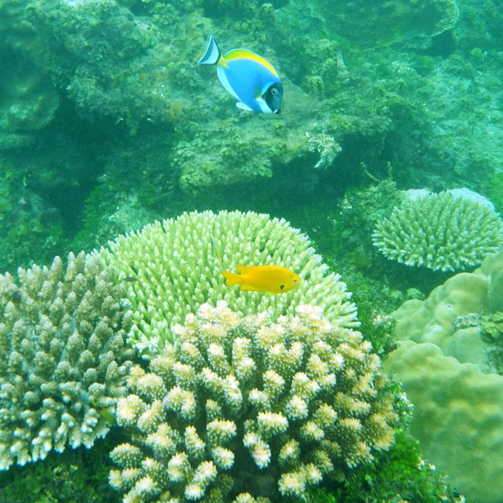 Mapping the world’s coral reefs - A Rocha International