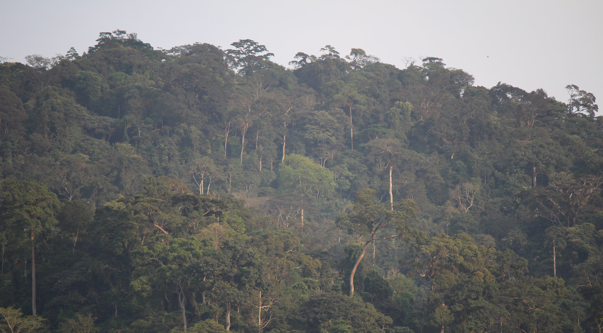 Saving Atewa Forest - A Rocha International