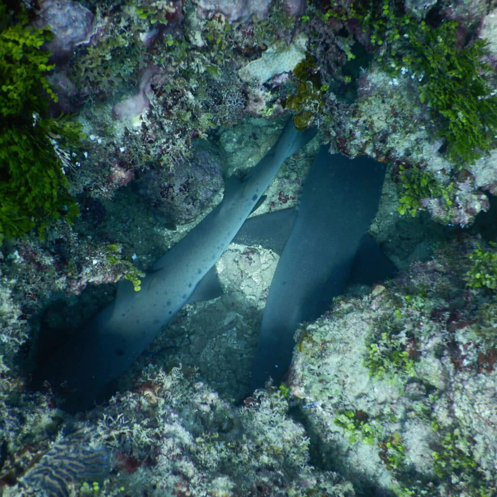 Sharks in Watamu Marine National Park, Kenya - A Rocha International