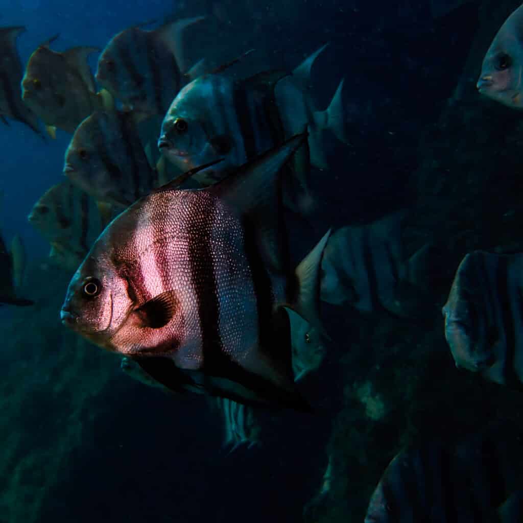 A Rocha Artists Around the World - A Rocha International