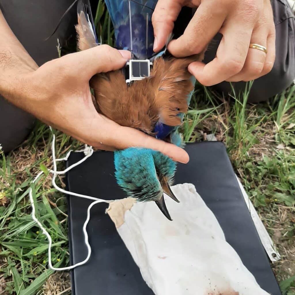 A celebration of bird ringing! - A Rocha International