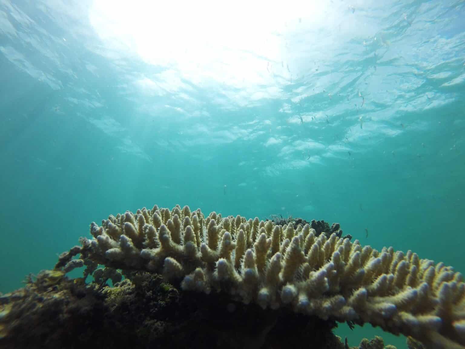 Researching climate resilience in coral reefs - A Rocha International