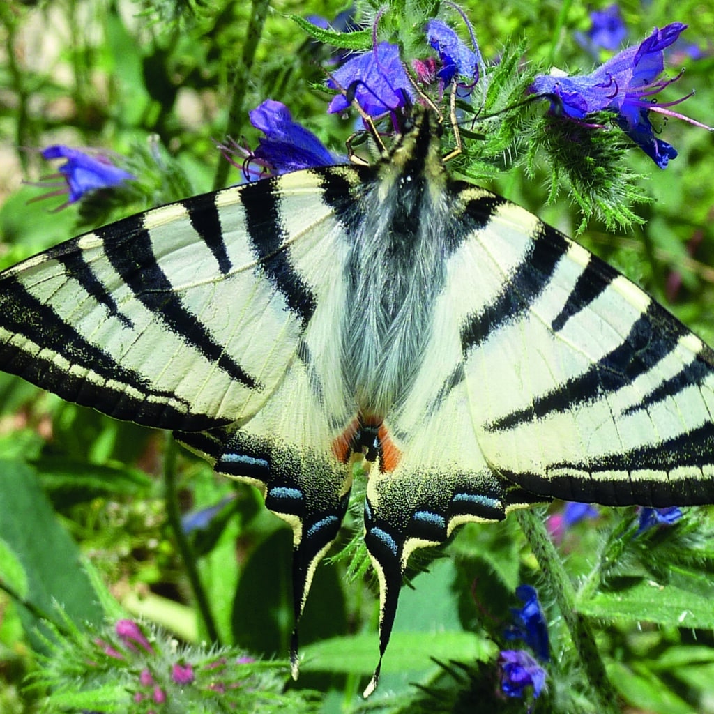 Leave a legacy - A Rocha International