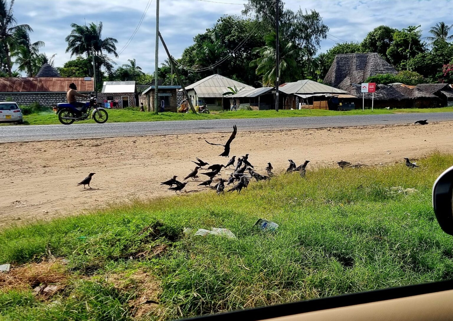 Restoring balance to the crow population in Kenya's ecosystem - A Rocha ...