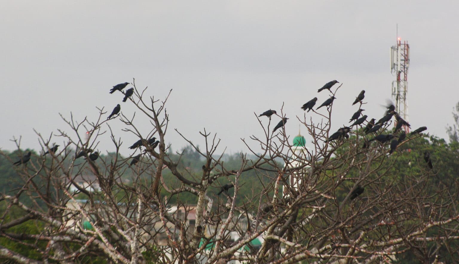 Restoring balance to the crow population in Kenya's ecosystem - A Rocha ...