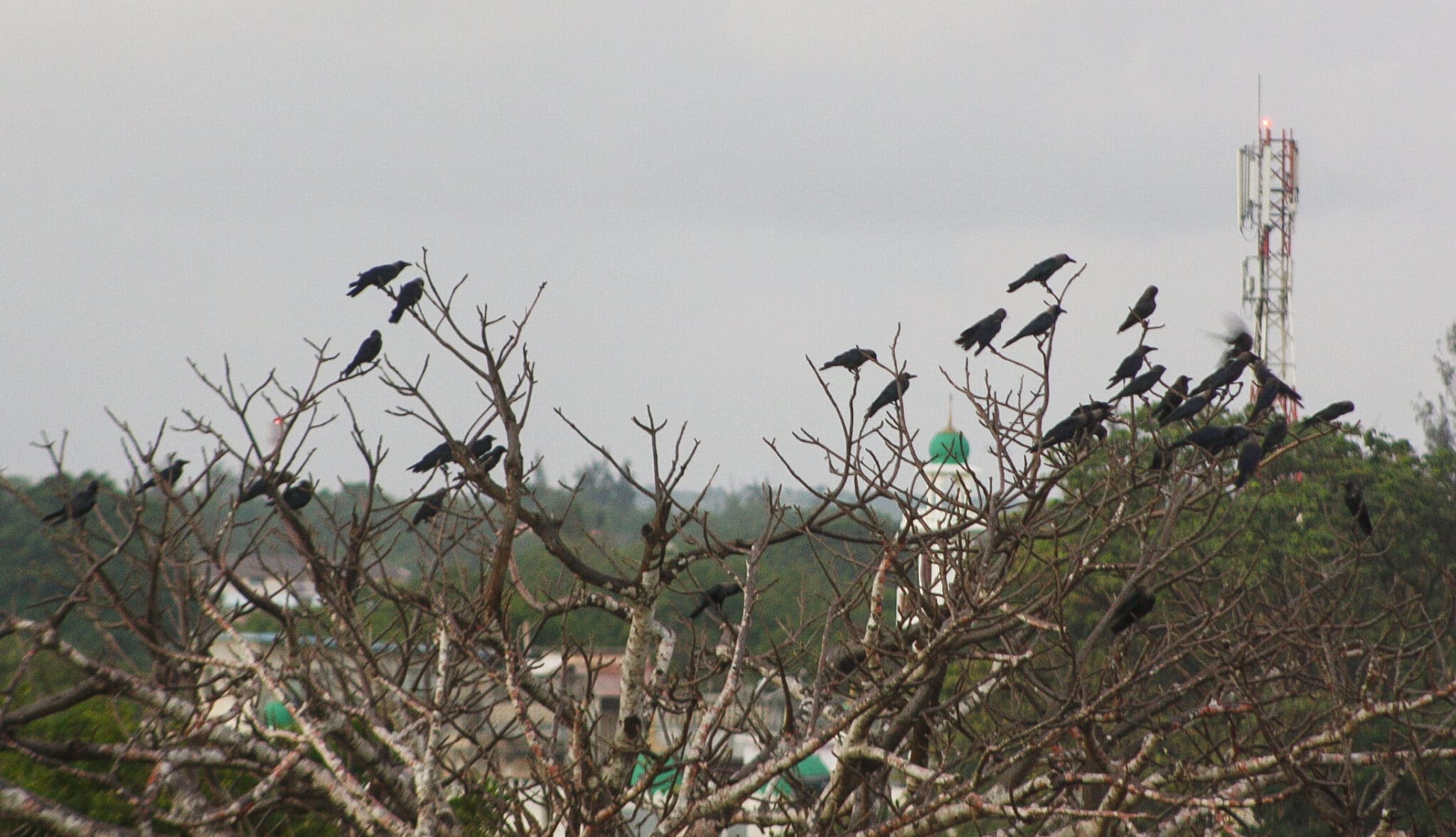 Restoring balance to the crow population in Kenya's ecosystem - A Rocha ...