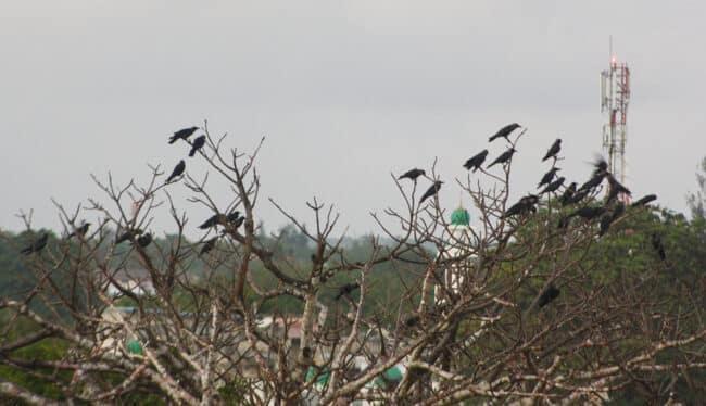 Restoring balance to the crow population in Kenya's ecosystem - A Rocha ...